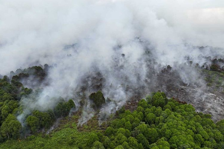 Nyalakan Kembang Api, Remaja Australia Didakwa Hancurkan 25 Hektar ...